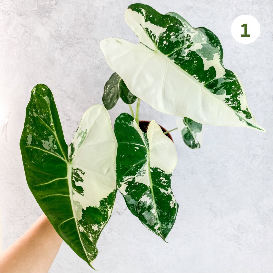 Alocasia Frydek Variegated Frydek Variegata, Variegated Alocasia Corms ...
