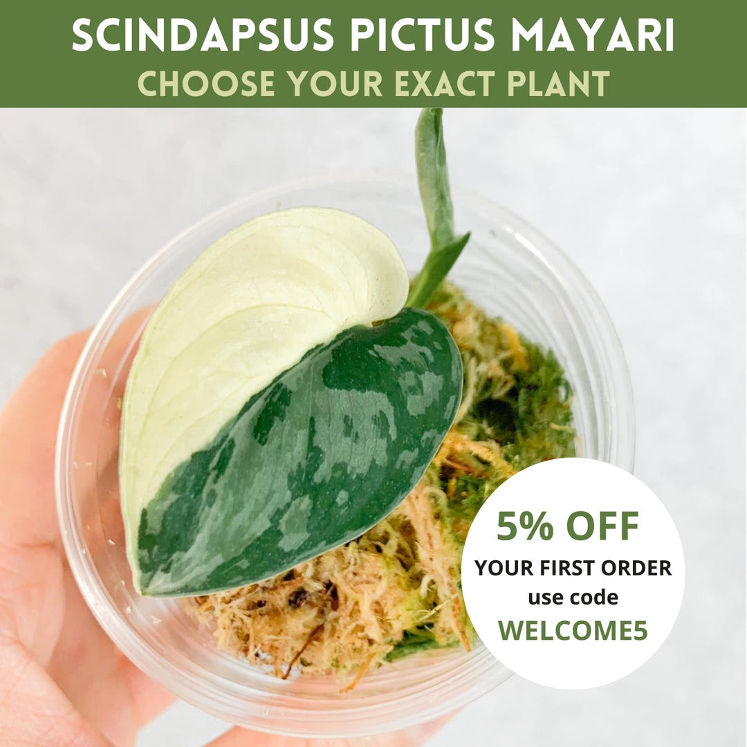 Scindapsus Pictus Mayari | Rare House Plant, Variegated Scindapsus ...