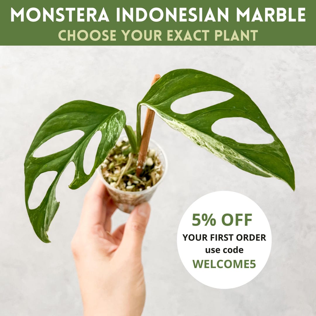 Monstera Adansonii Indonesian Marble Archipelago Rare Houseplants, Rare ...