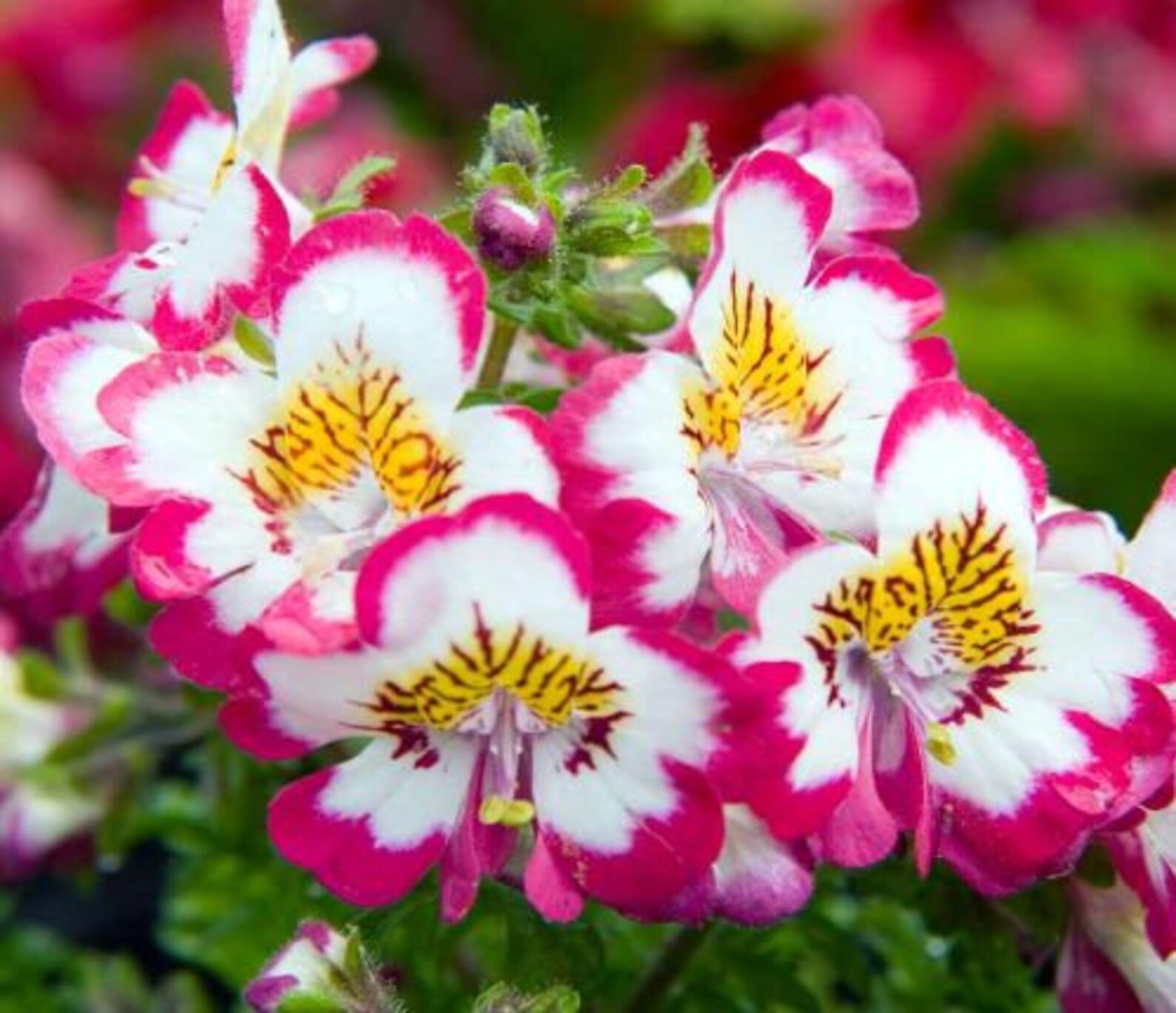 Colorful Schizanthus Rare Flowers mix Annual Seeds 0.05 gr | Etsy