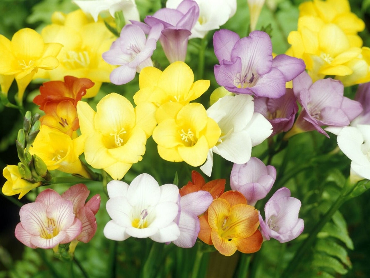 Freesia Flower Seeds Iris Family Mix Rare Colorfoul | Etsy