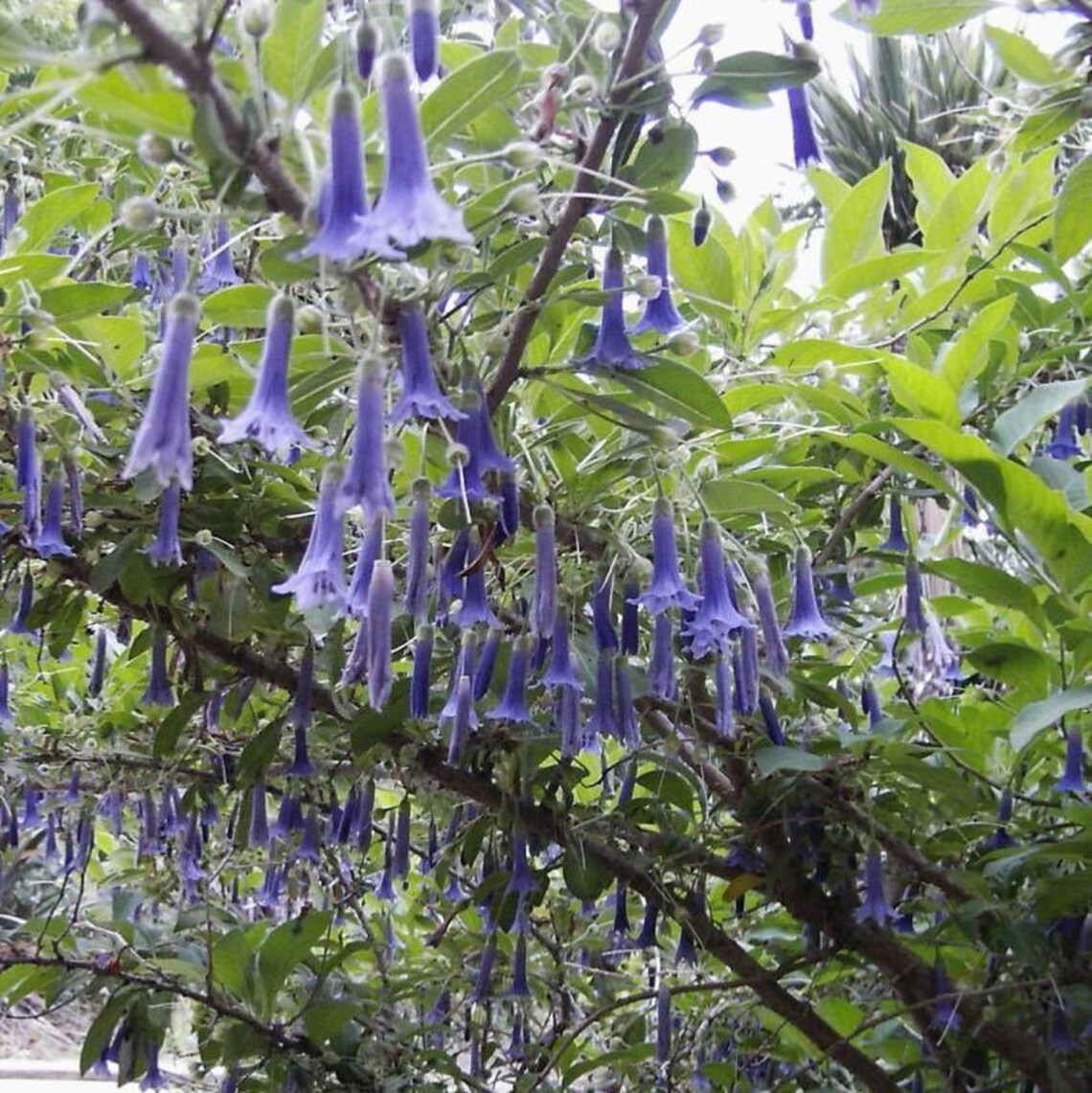 Datura Blue Flower Seeds Garden Datura Blue Bielum perennial | Etsy