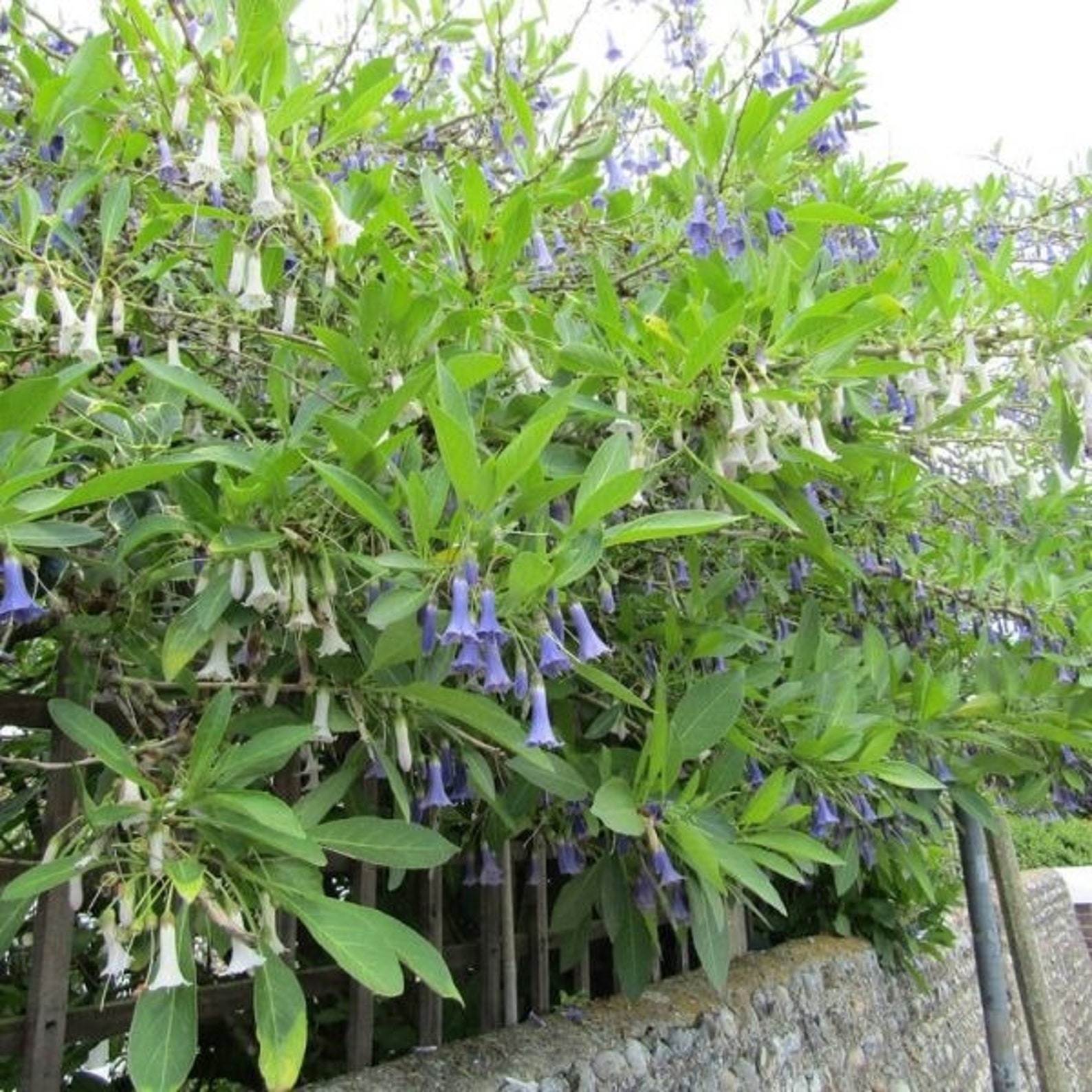 Datura Blue Flower Seeds Garden Datura Blue Bielum perennial | Etsy