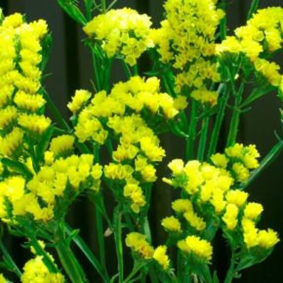 Yellow Statice Seeds Gold Limonium Wildflower plant 1 Pack | Etsy