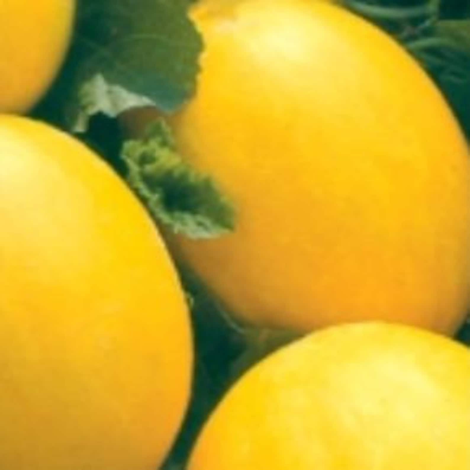 Melon Gold Fruit Seeds Annual Sweet plant 1 Pack/ 30 Seed | Etsy