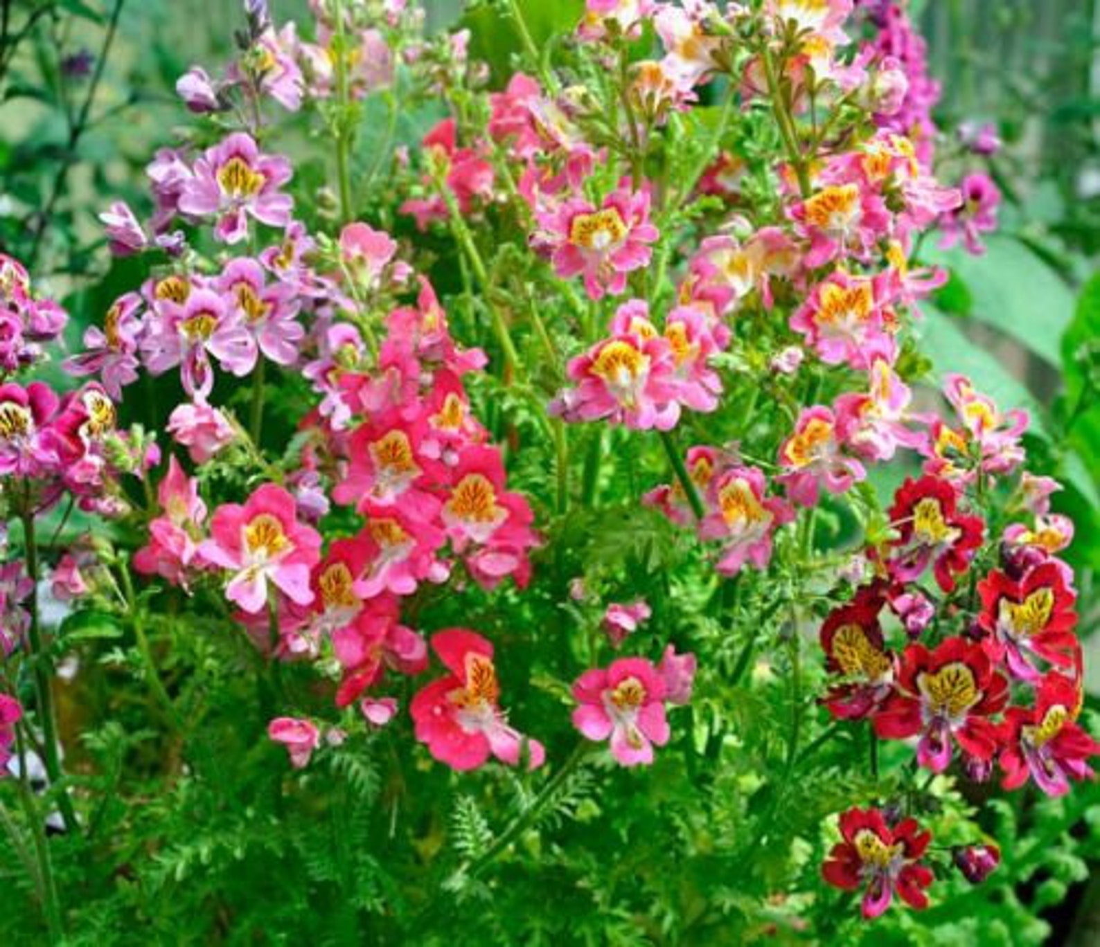 Colorful Schizanthus Rare Flowers mix Annual Seeds 0.05 gr | Etsy