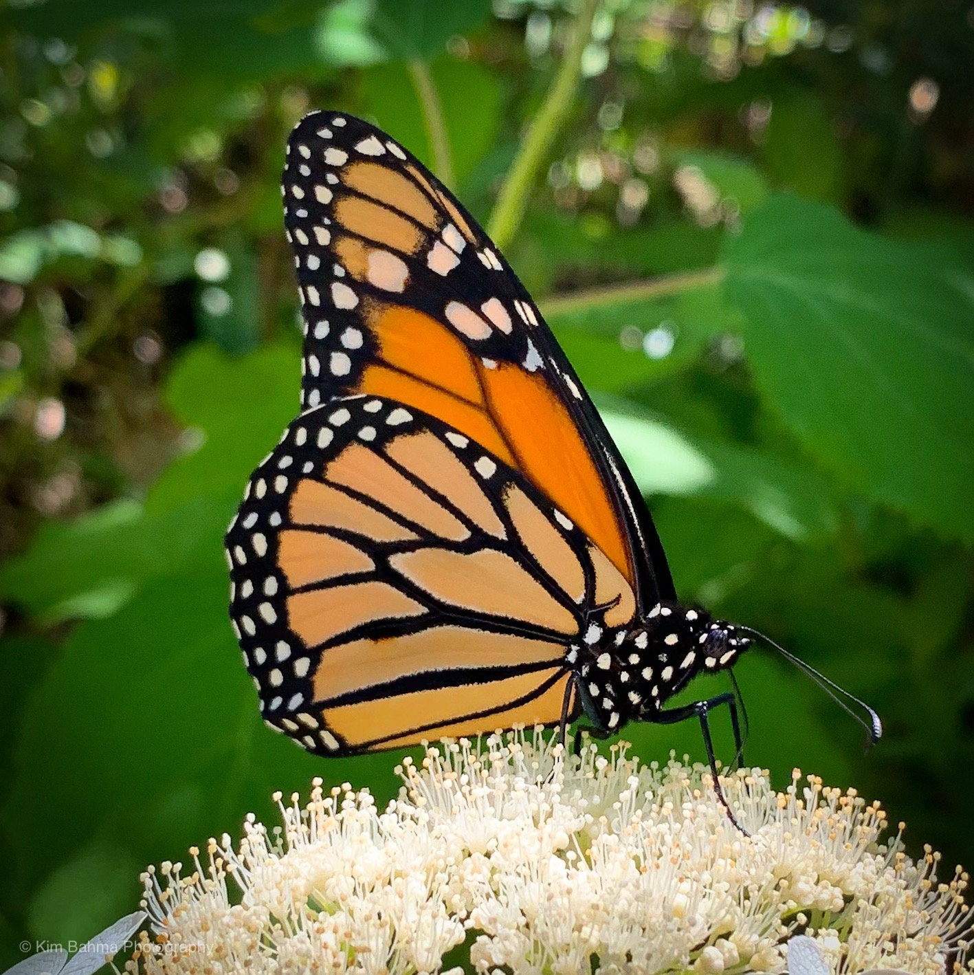 Monarch Butterfly Photo Magnets | Etsy