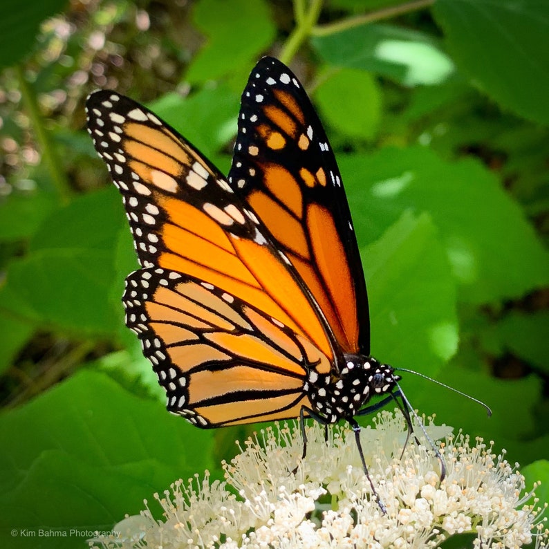 Monarch Butterfly Photo Magnets - Etsy