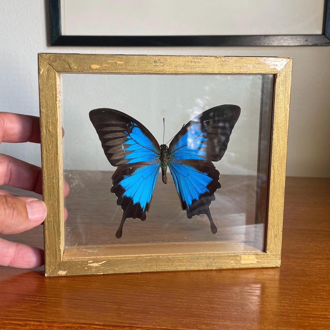 Vintage Papilio Ulysses Blue Emperor Butterfly Taxidermy Framed. 4.1 ...