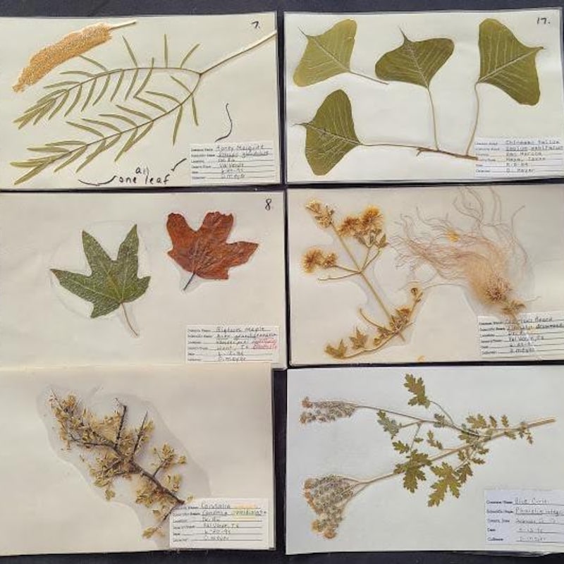 Herbarium Label - Etsy