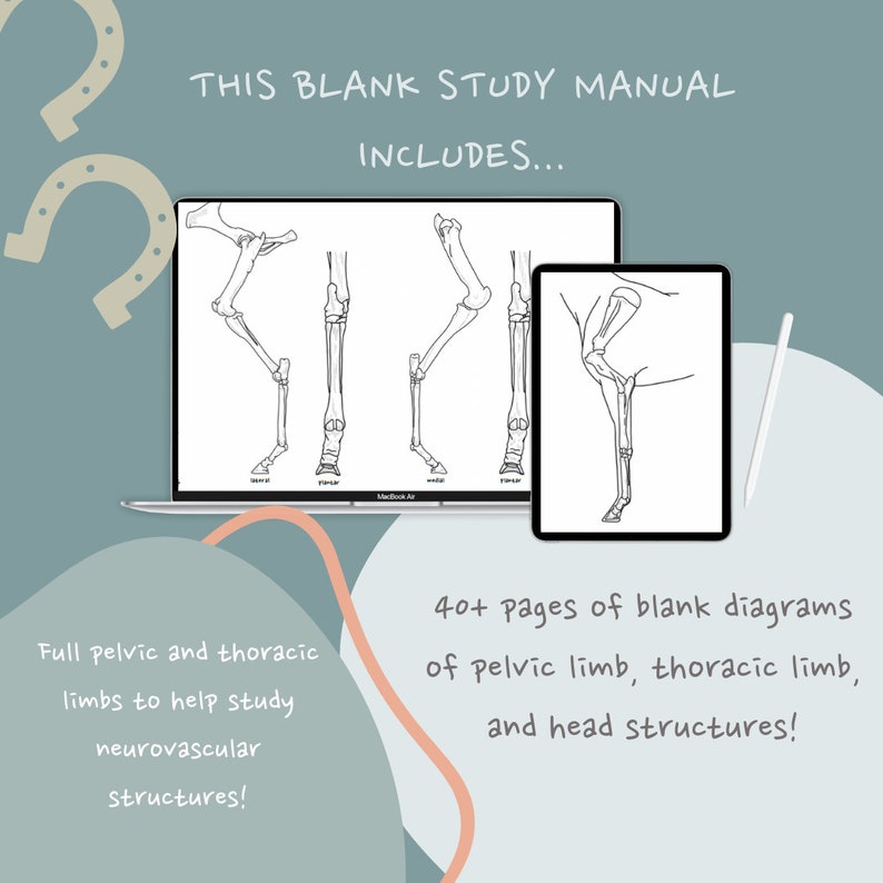 Equine Skeletal Anatomy Blank Notes - Etsy