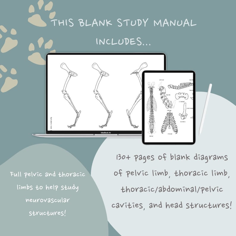 Canine Anatomy Blank Notes - 2nd Edition - Etsy