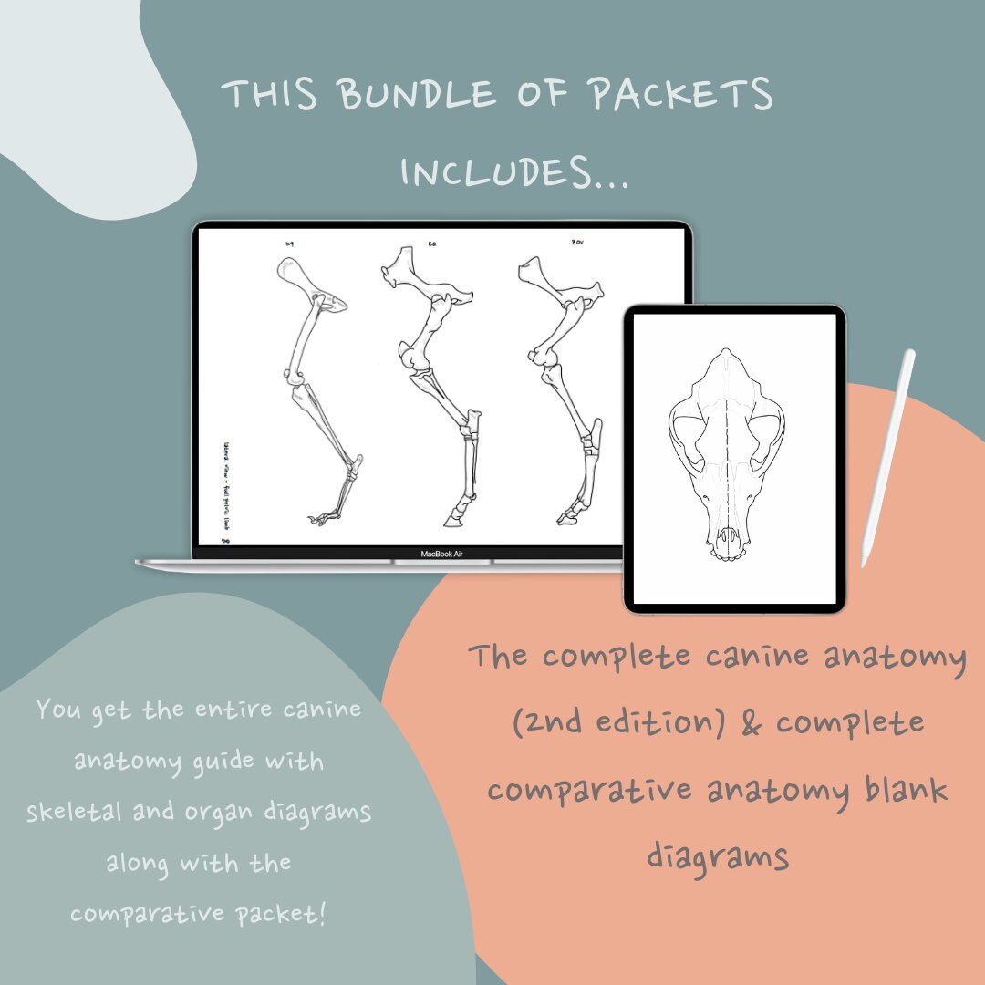 BUNDLE Canine & Comparative Animal Anatomy Blank Notes - Etsy