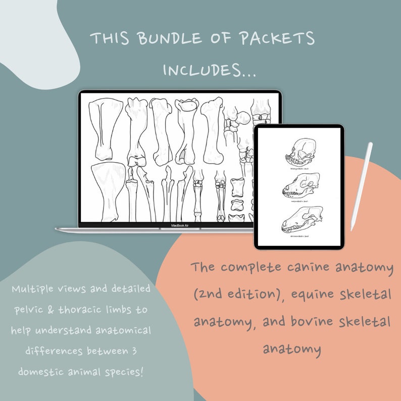 BUNDLE** Canine, Equine, & Bovine Anatomy Blank Notes - Etsy
