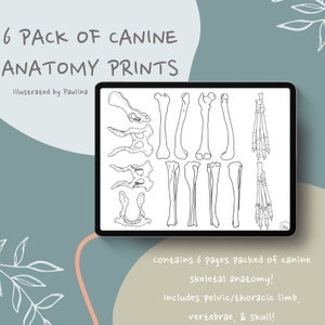 Canine Anatomy Digital Prints - 6 Pack - Etsy