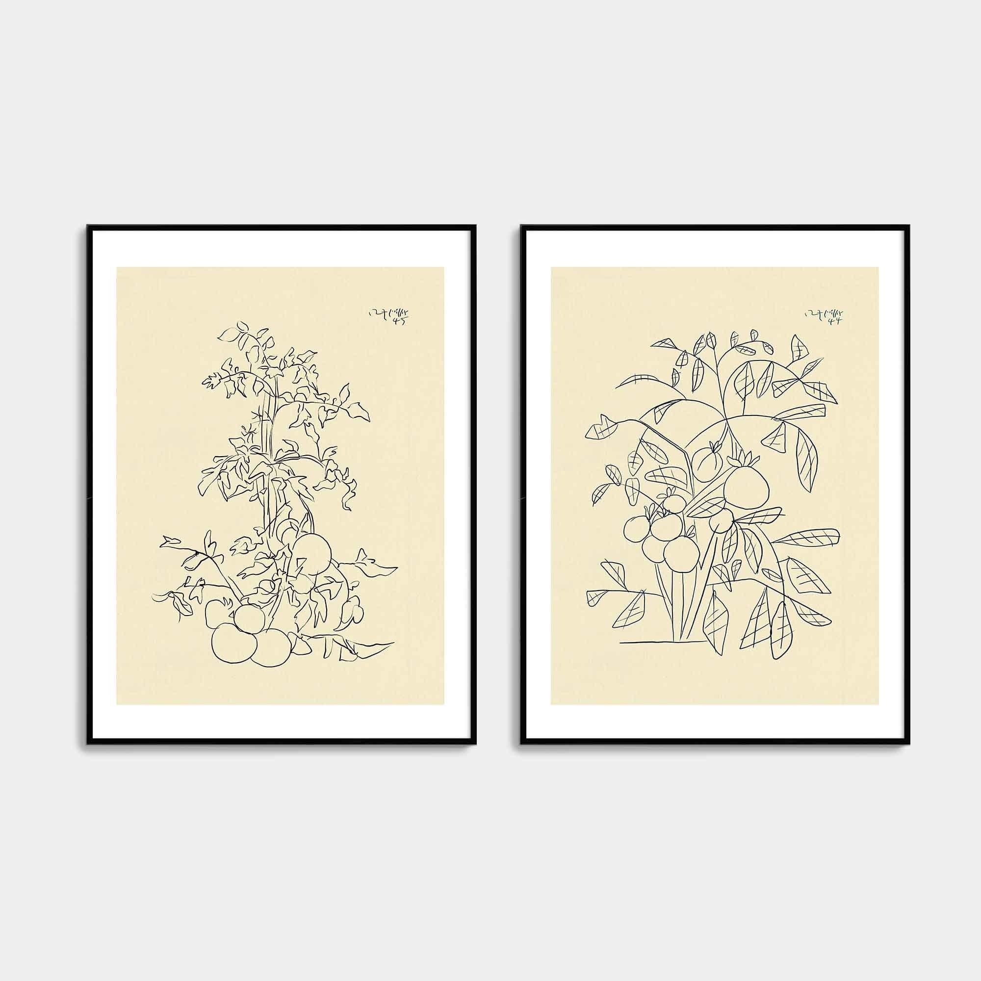 Tomato Plant Line Drawing