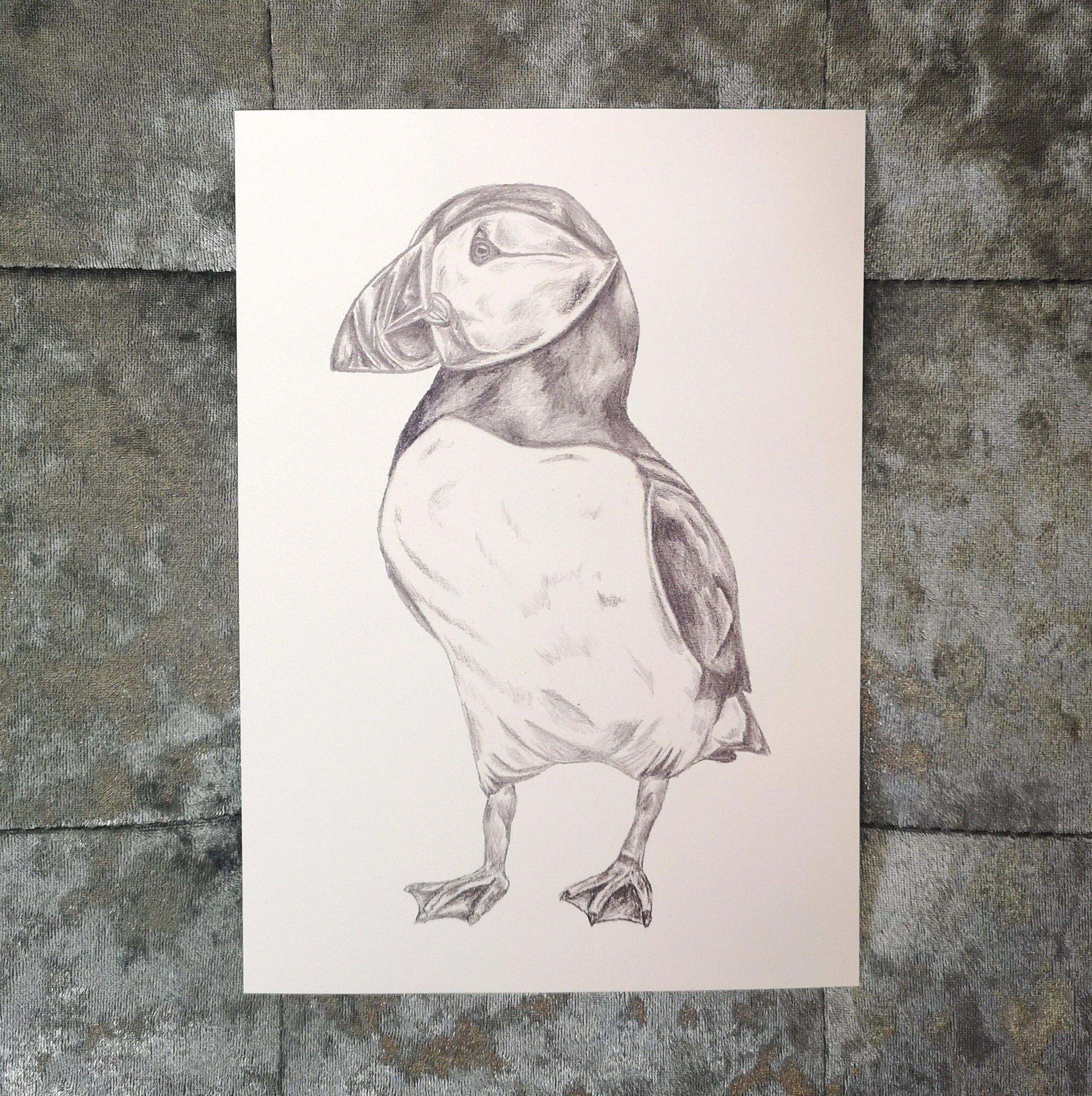 Puffin Pencil Drawing Print - Etsy
