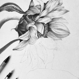 Original Sunflower Sketch | Sunflower Graphite Sketch | Flower Pencil ...
