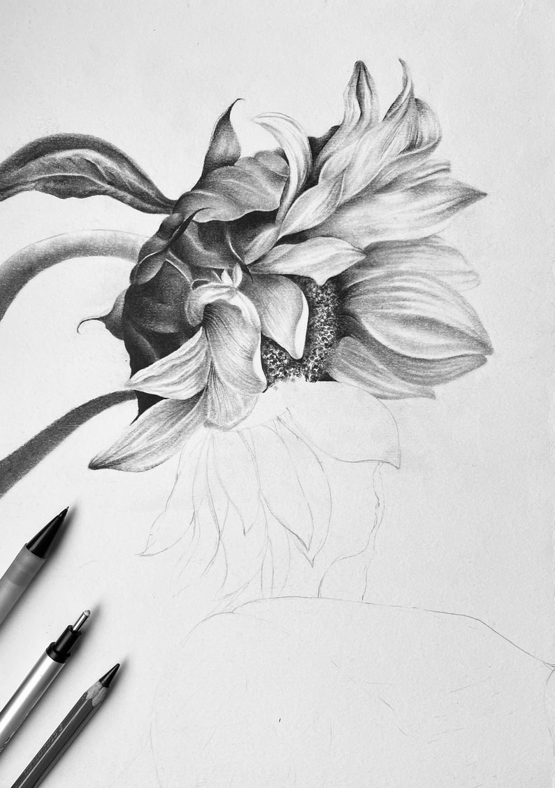 Original Sunflower Sketch Sunflower Graphite Sketch Flower Pencil ...