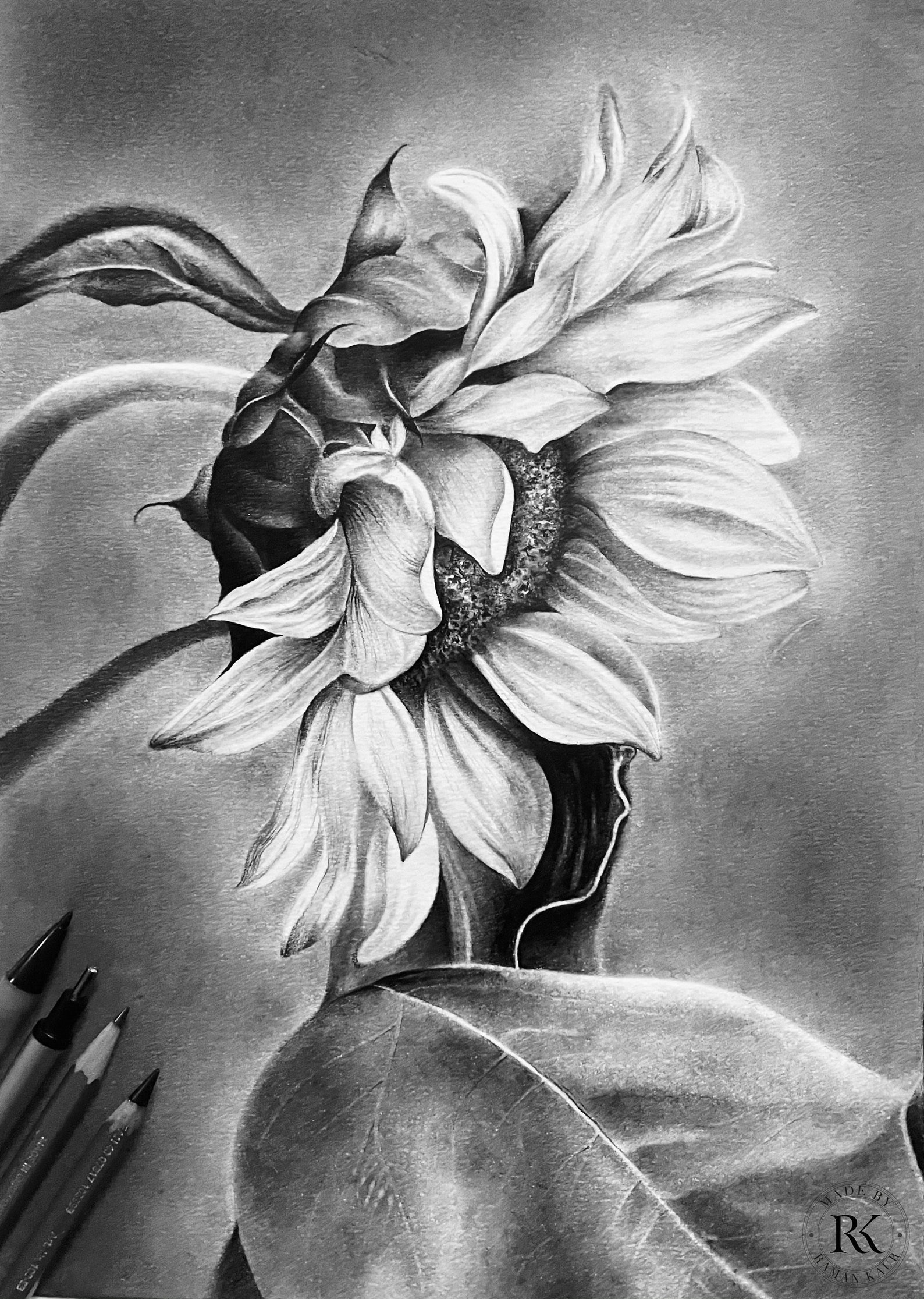 Original Sunflower Sketch Sunflower Graphite Sketch Flower Pencil ...