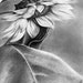 Original Sunflower Sketch Sunflower Graphite Sketch Flower Pencil ...