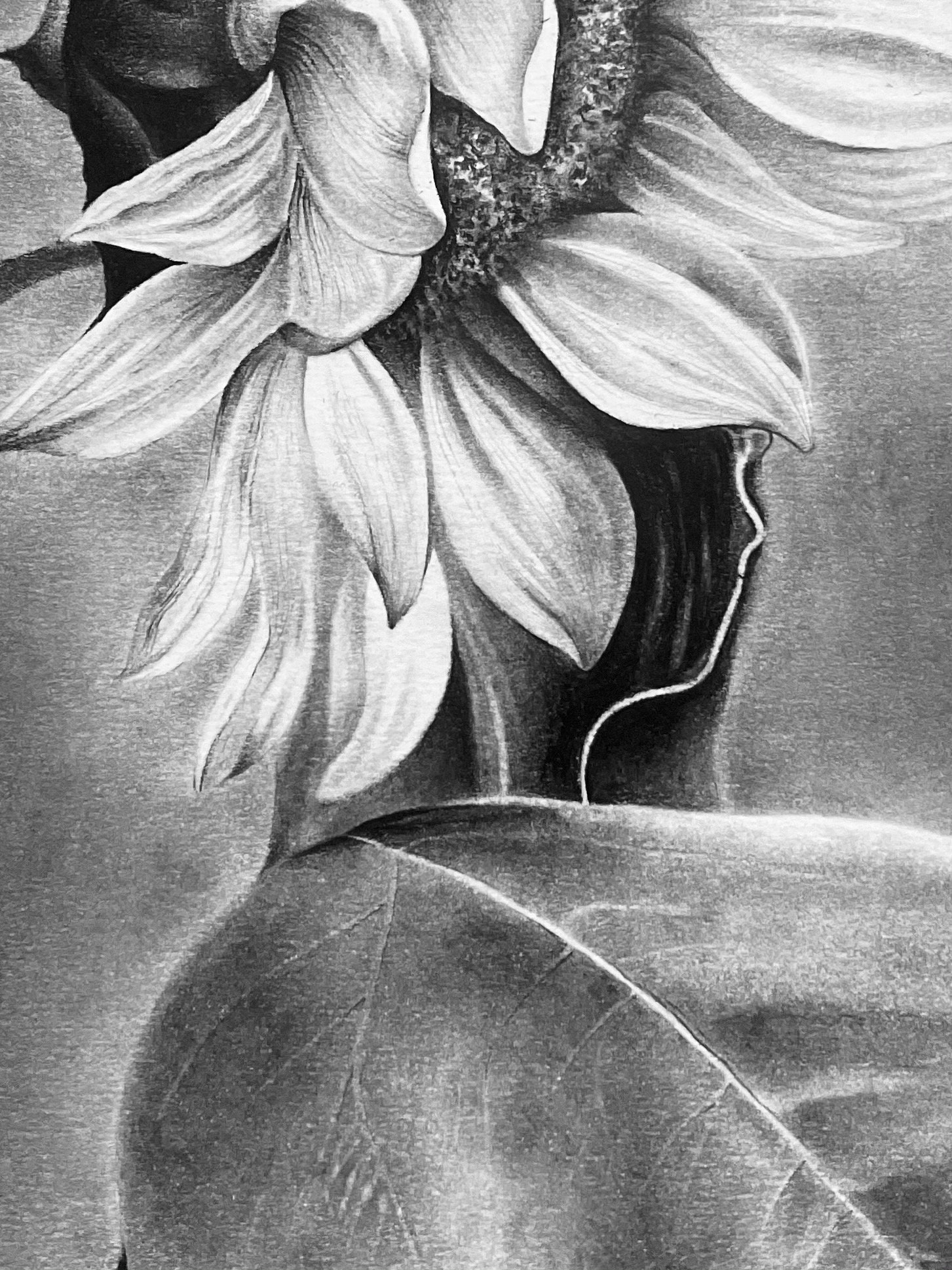 Original Sunflower Sketch Sunflower Graphite Sketch Flower Pencil ...