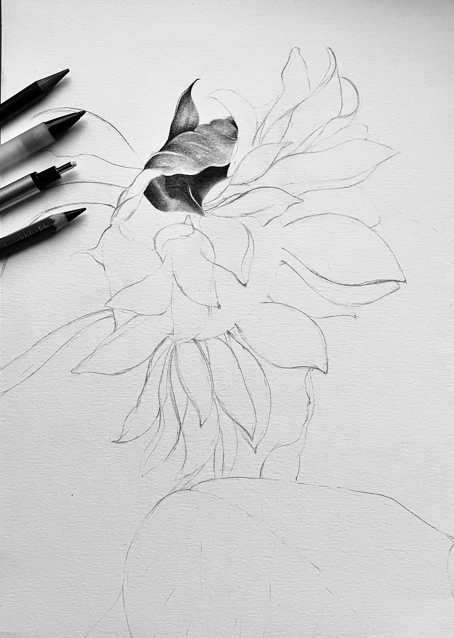 Original Sunflower Sketch Sunflower Graphite Sketch Flower Pencil ...