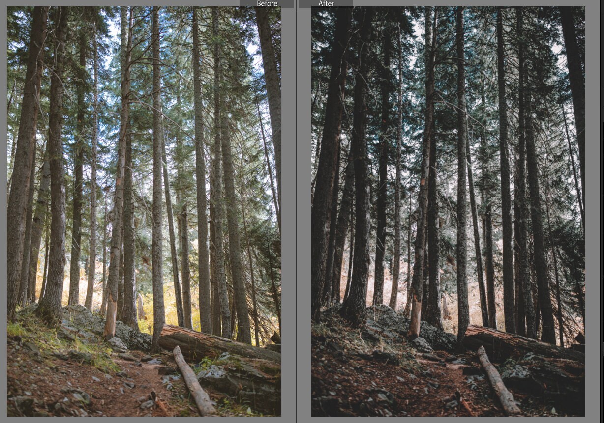 Moody Forest Filter - Moody Presets for Mobile and Desktop Lightroom - Etsy