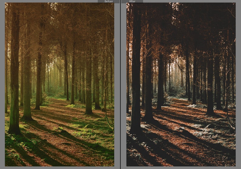 Moody Forest Filter - Moody Presets for Mobile and Desktop Lightroom - Etsy