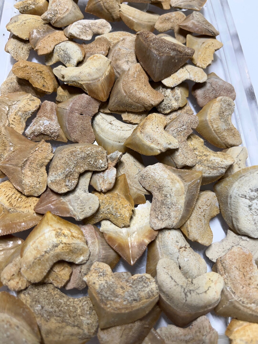 Moroccan Crow Shark Tooth 10 Teeth Lot - Etsy