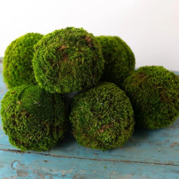 Moss Ball - Etsy