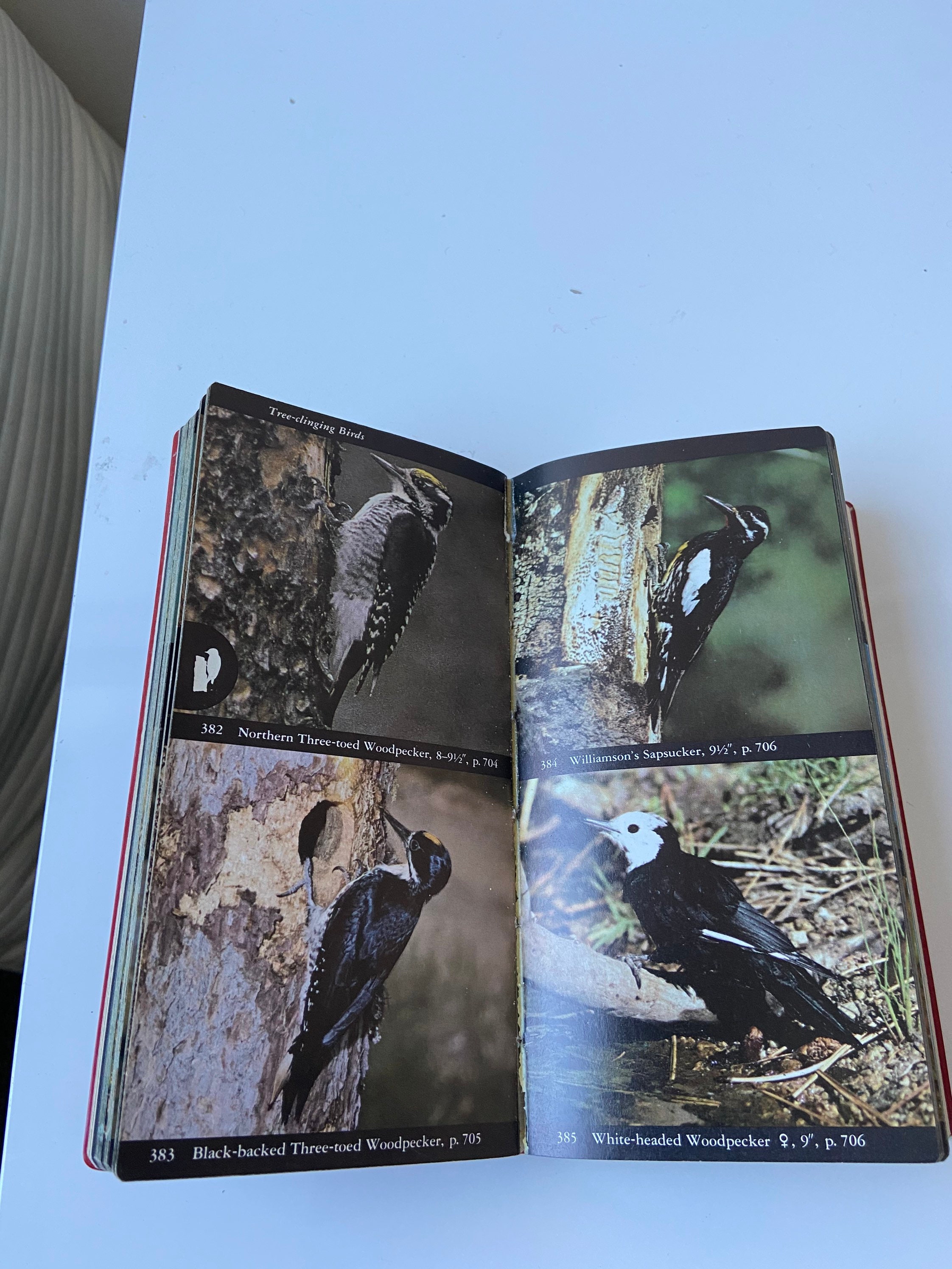 Vintage North America Birds Field Guide - Etsy