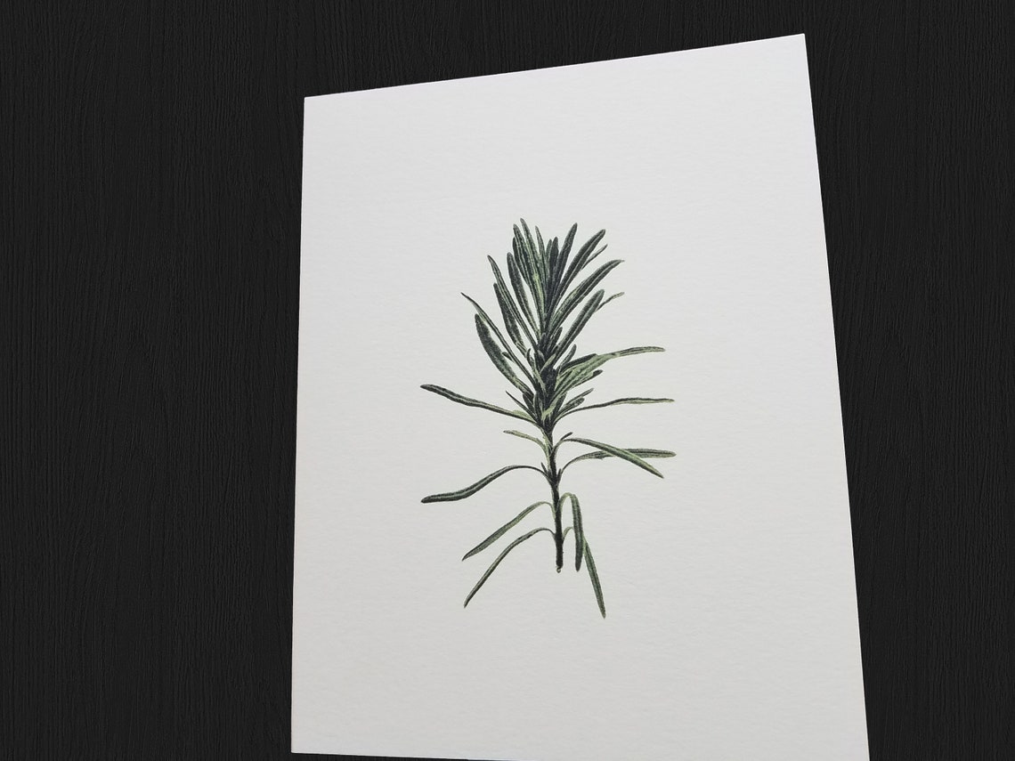 Nature Note Cards Assorted Blank Card Set Small Gift for - Etsy