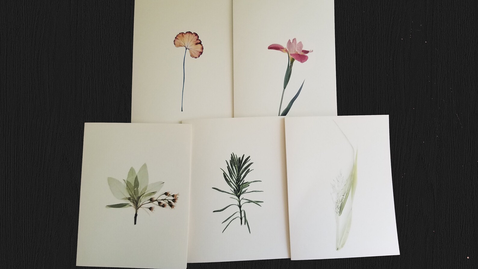 Nature Note Cards Assorted Blank Card Set Small Gift for - Etsy