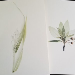 Nature Note Cards, Assorted Blank Card Set, Small Gift for Friend - Etsy