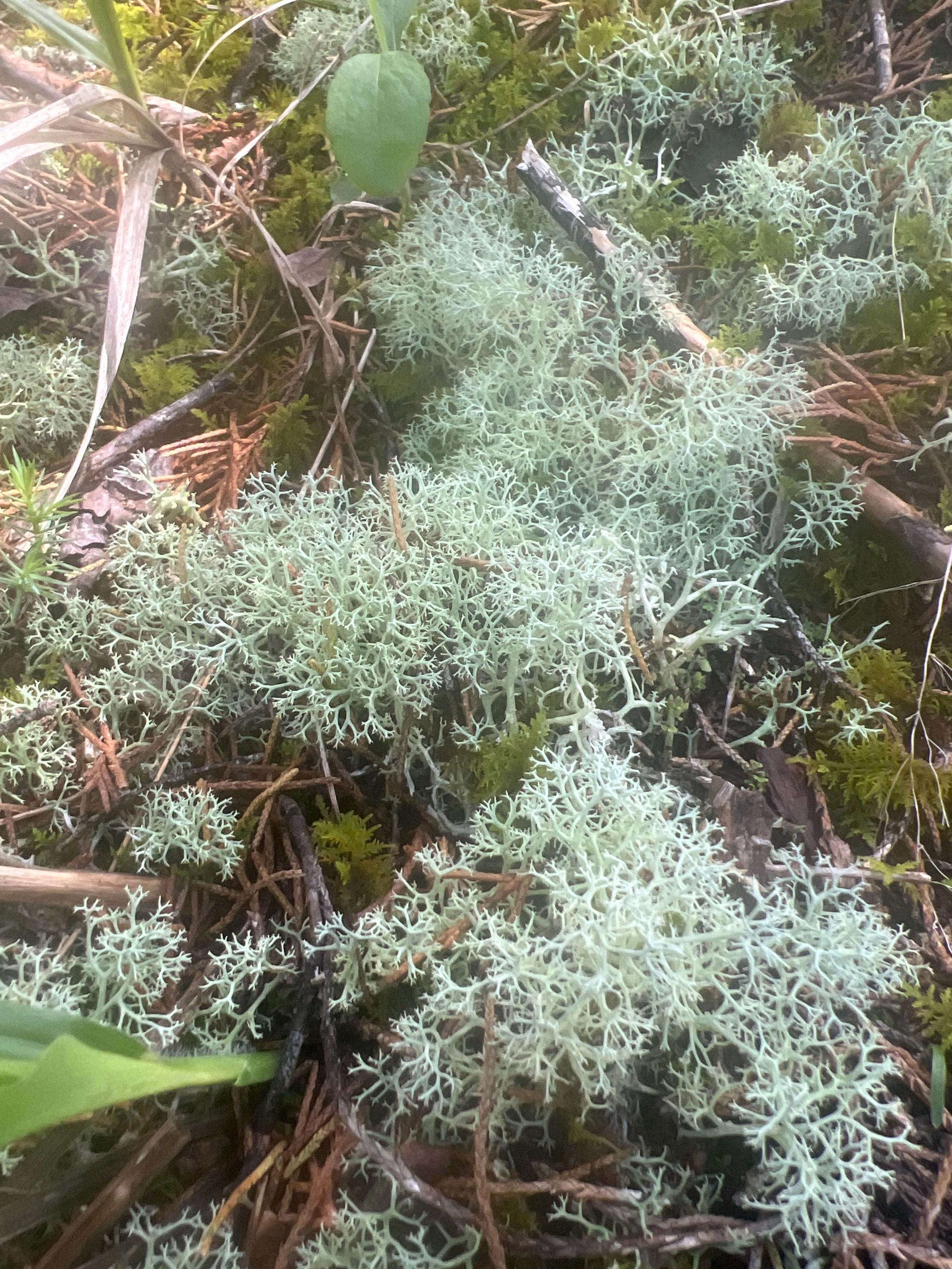 Dried Reindeer Moss: Smoky Mountains Foraged Lichen for Terrariums - Etsy