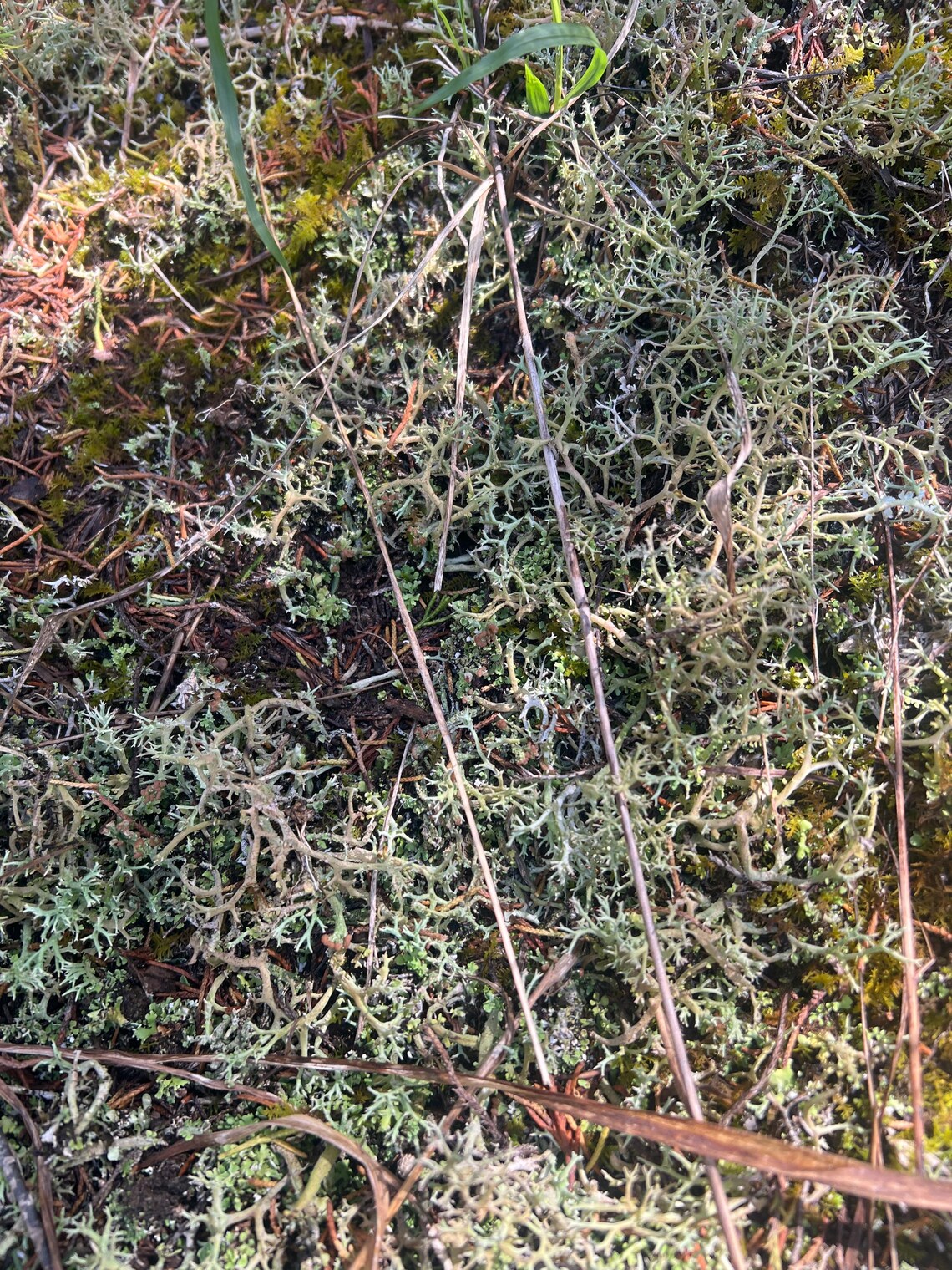 Dried Reindeer Moss: Smoky Mountains Foraged Lichen for Terrariums - Etsy