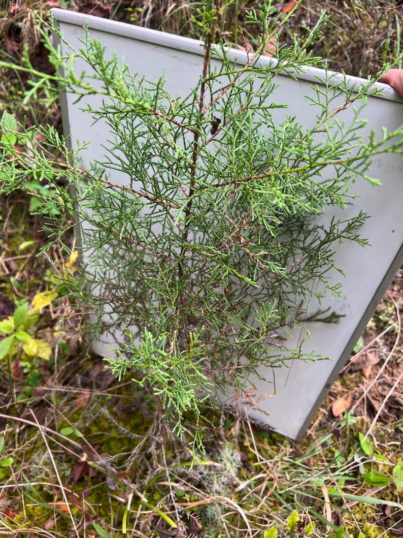 Eastern Red Cedar Saplings: Smoky Mountain Bare-root Tree - Etsy