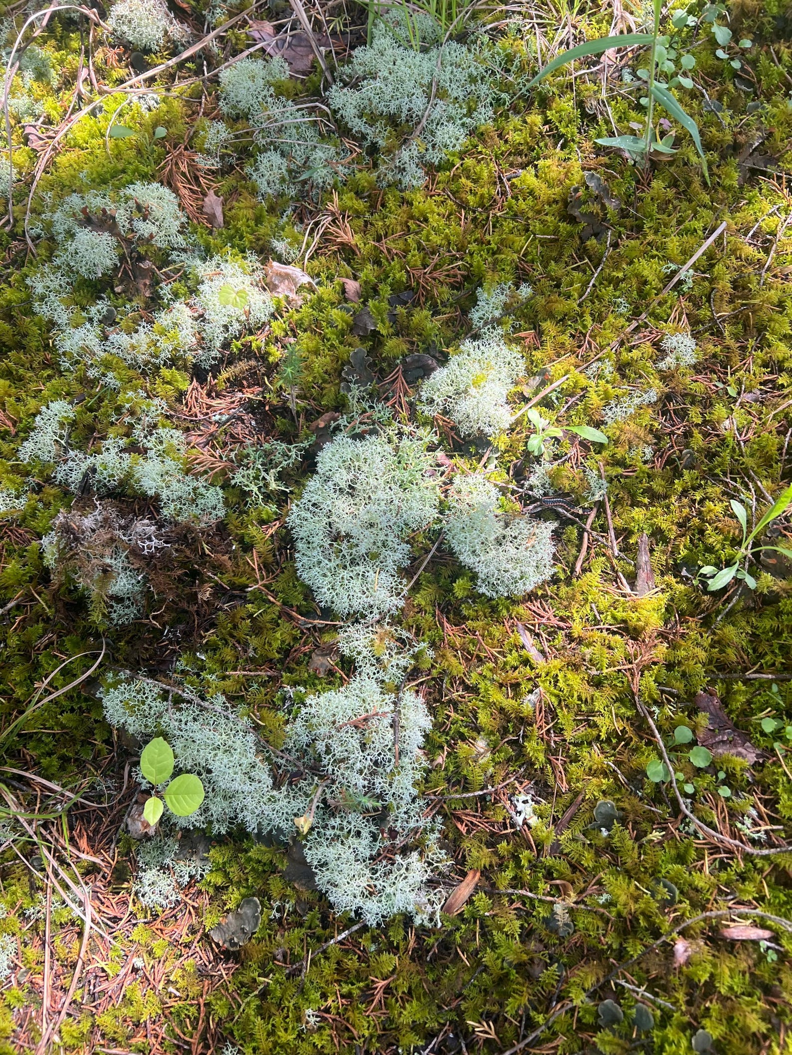 Dried Reindeer Moss: Smoky Mountains Foraged Lichen for Terrariums - Etsy