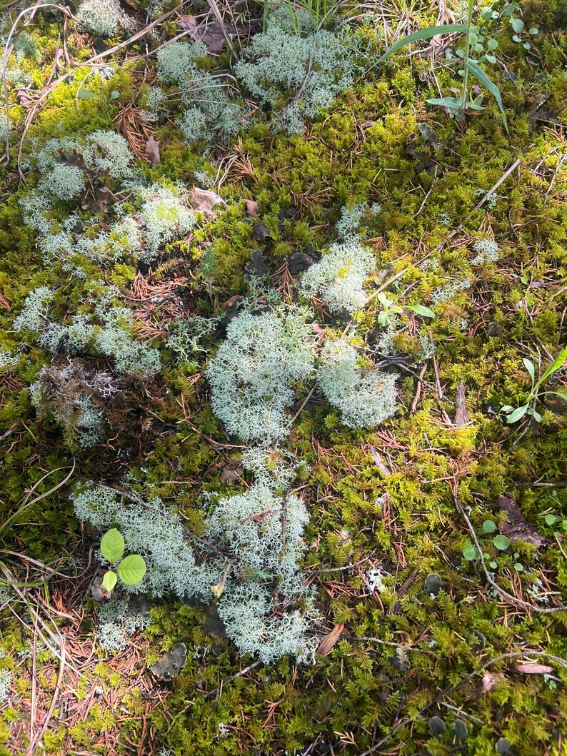 Dried Reindeer Moss: Smoky Mountains Foraged Lichen for Terrariums - Etsy