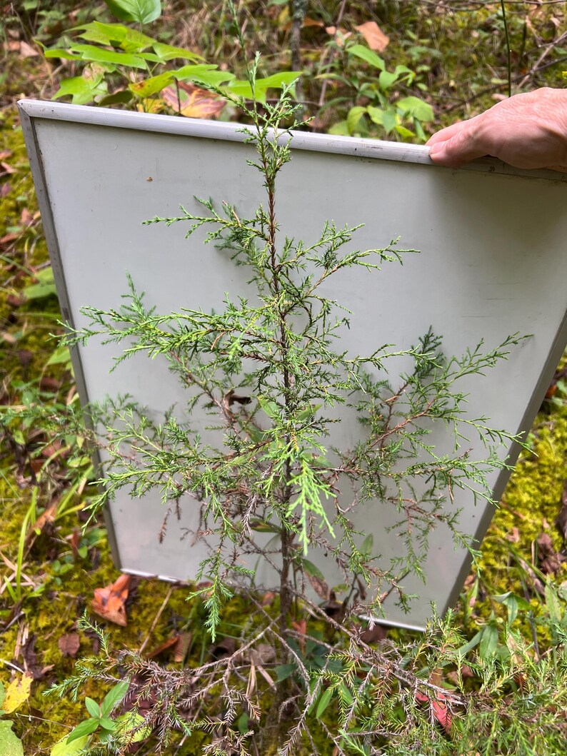 Eastern Red Cedar Saplings - Fresh From the Smoky Mountains | Bring a ...