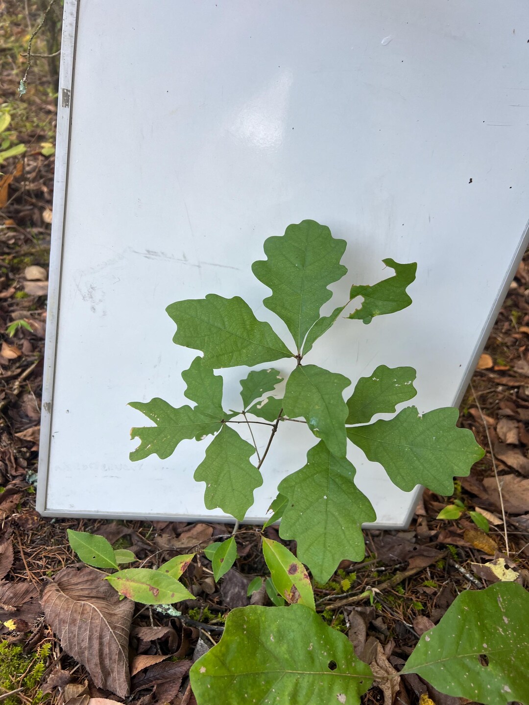 White Oak Saplings - Fresh From the Smoky Mountains | Plant a Legacy ...