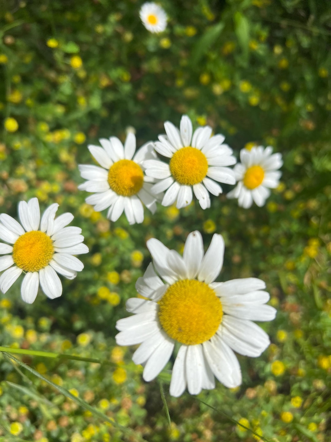 Bare Root Ox Eye Daisy Plants – Hardy Perennial Wildflowers From the ...