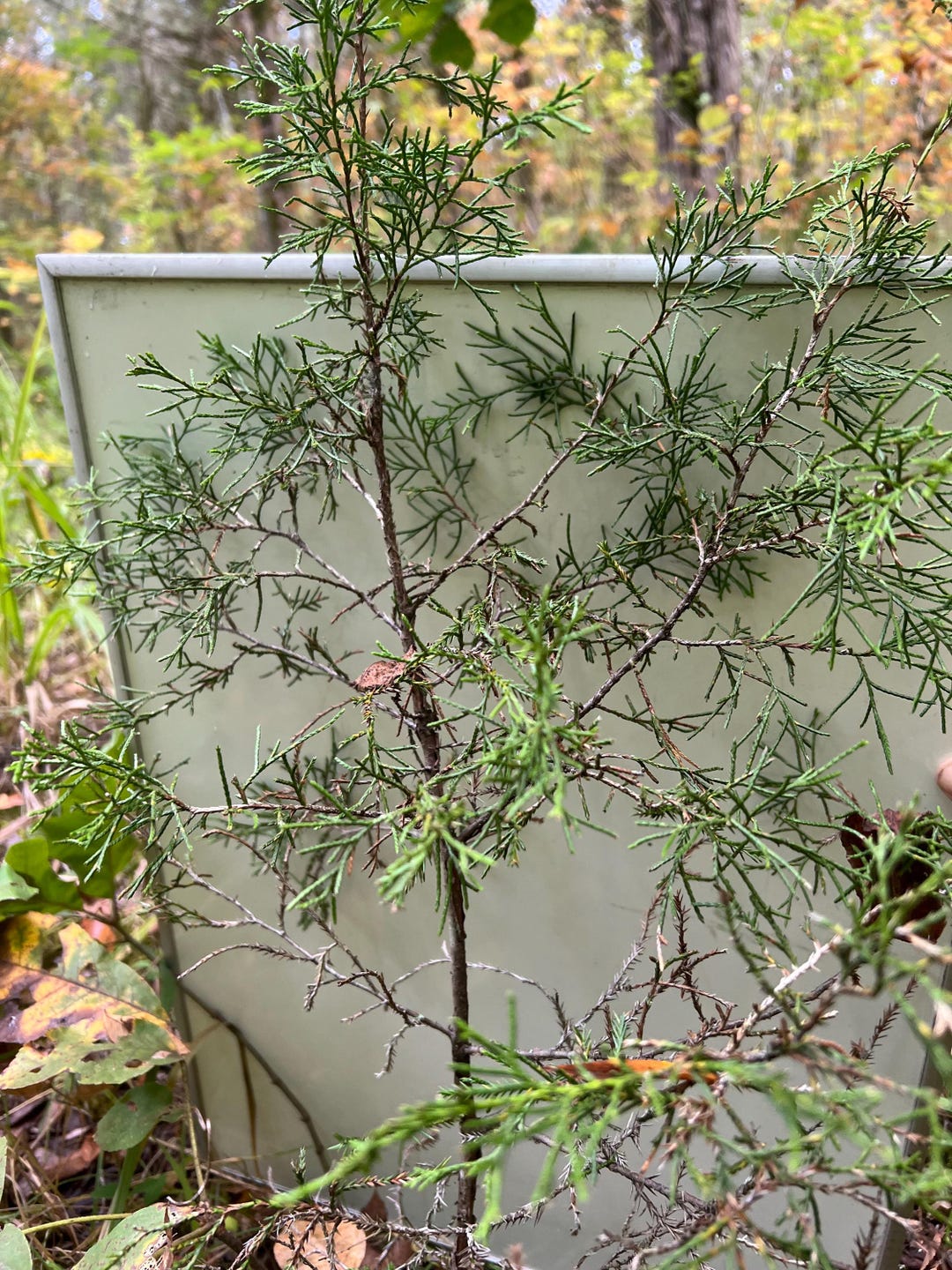 Eastern Red Cedar Saplings: Smoky Mountain Bare-root Tree - Etsy