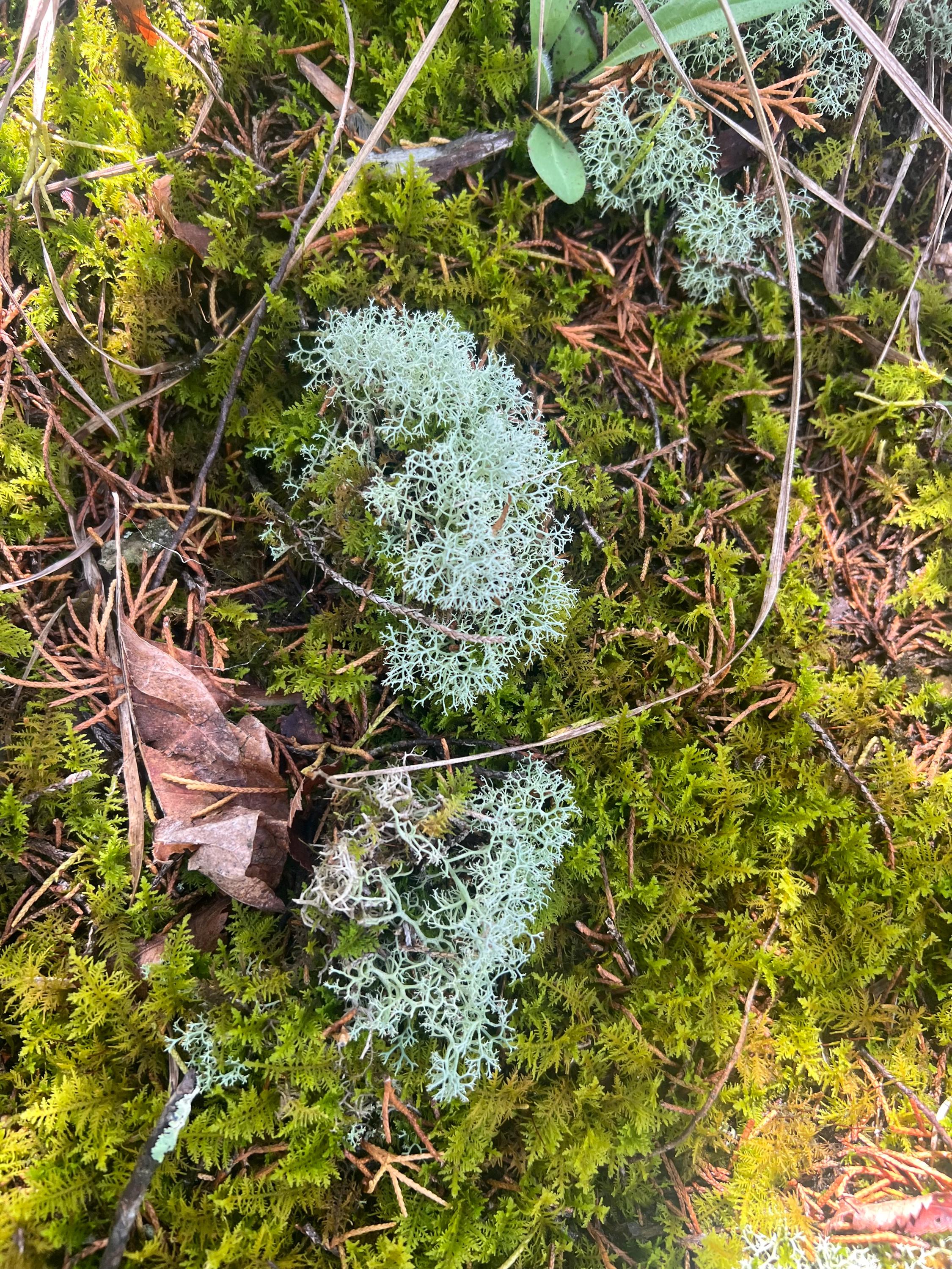 Dried Reindeer Moss: Smoky Mountains Foraged Lichen for Terrariums - Etsy