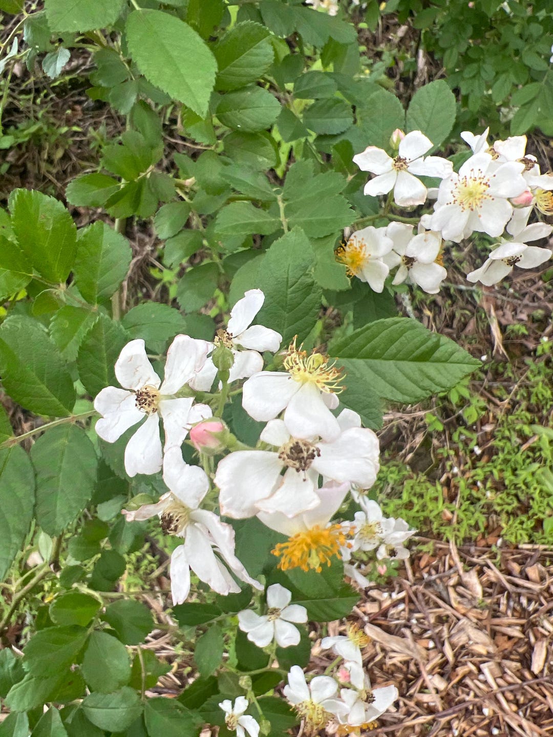 10 Multiflora Rose Cuttings: Hardy Rooting Stems for Living Fence - Etsy