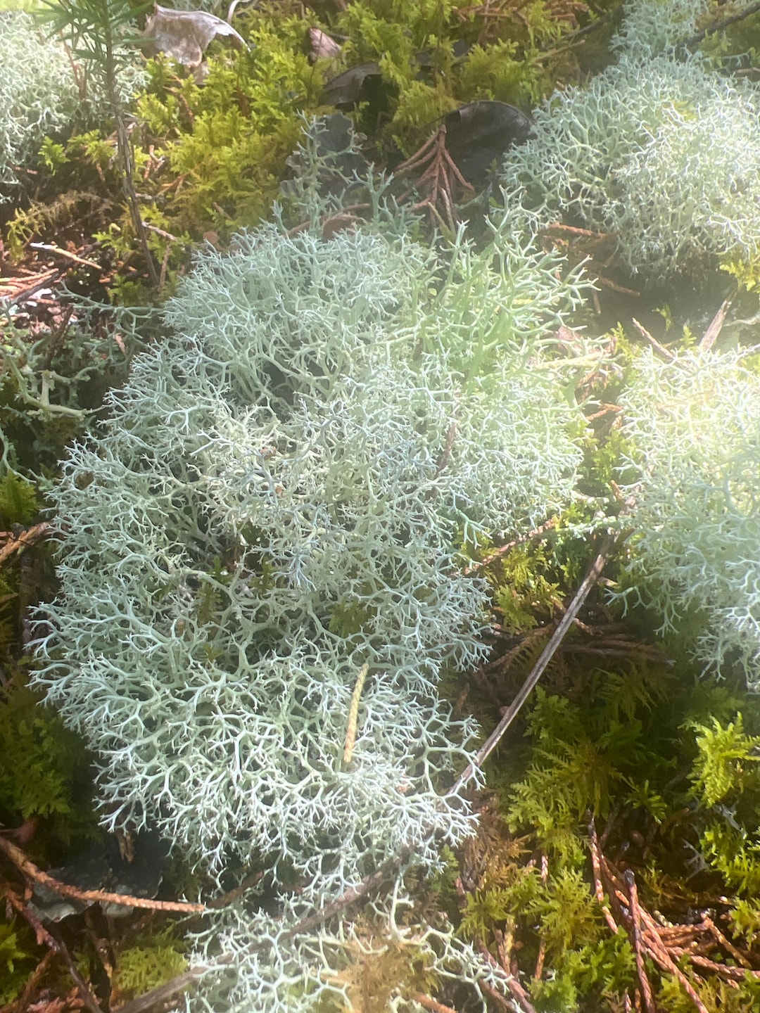 Dried Reindeer Moss: Smoky Mountains Foraged Lichen for Terrariums - Etsy
