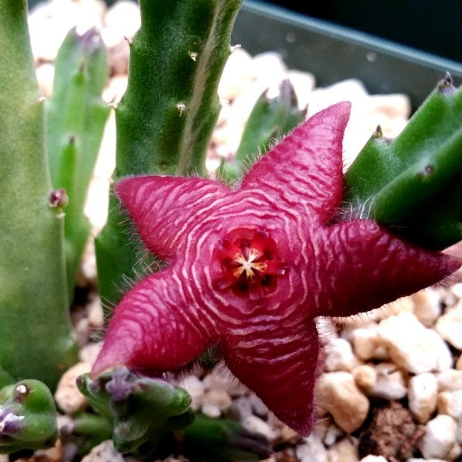 Stapelia Scitula Paniculata Huernia Stapelia Orbea Desert - Etsy
