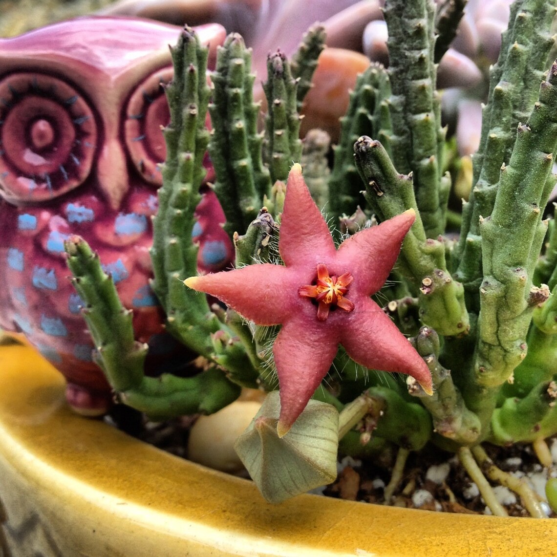 Stapelia Scitula Paniculata Huernia Stapelia Orbea Desert - Etsy