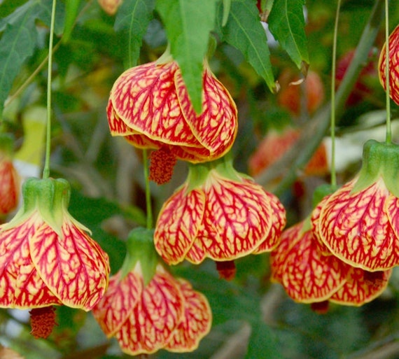 Chinese Lantern Plant